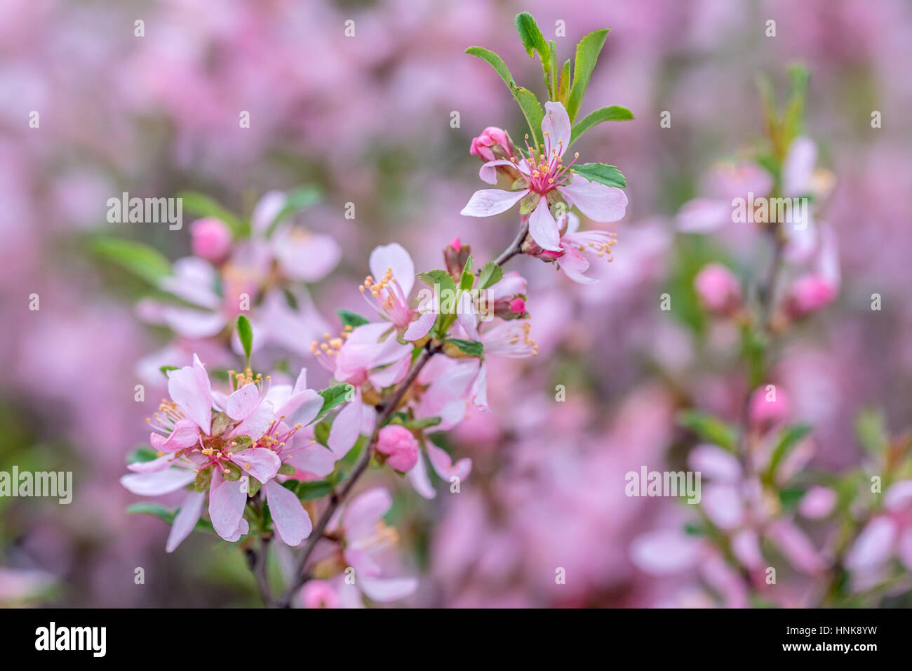 Wallpaper with blossoming of dwarf Russian almond or Prunus tenella in ...