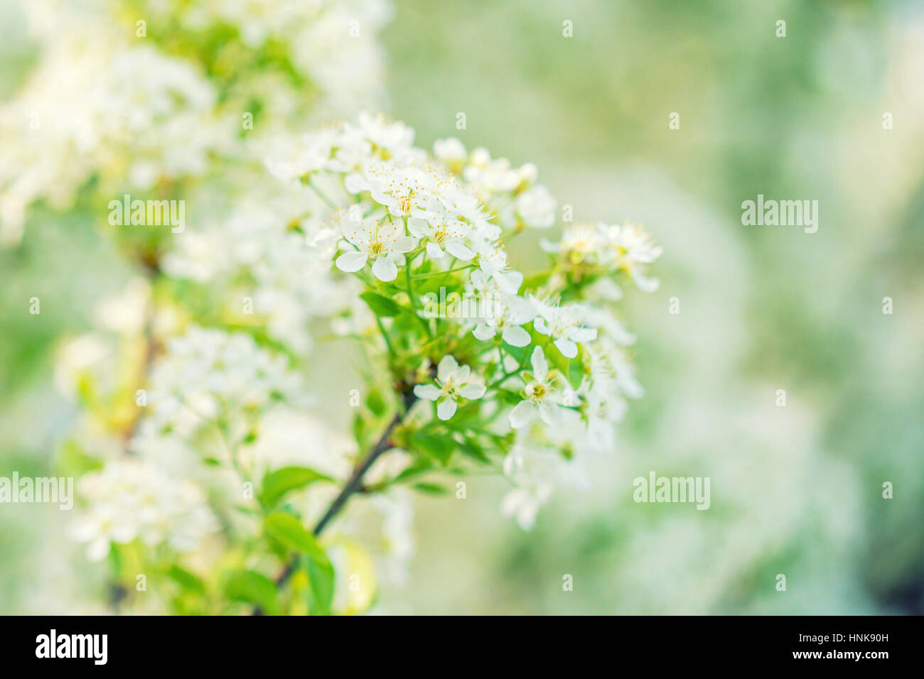 Beautiful sping bloom of wild plum flowers Stock Photo - Alamy