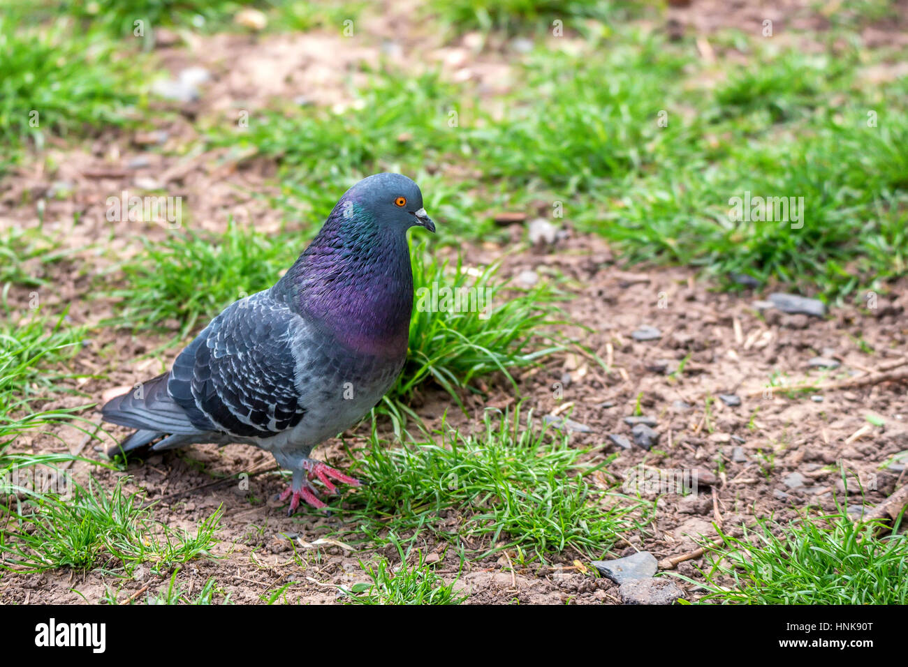 Columbia livia hi-res stock photography and images - Alamy