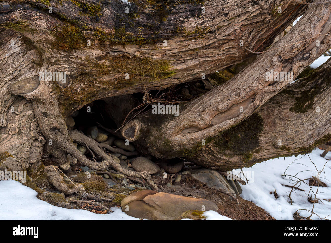 Curvy roots hi-res stock photography and images - Alamy