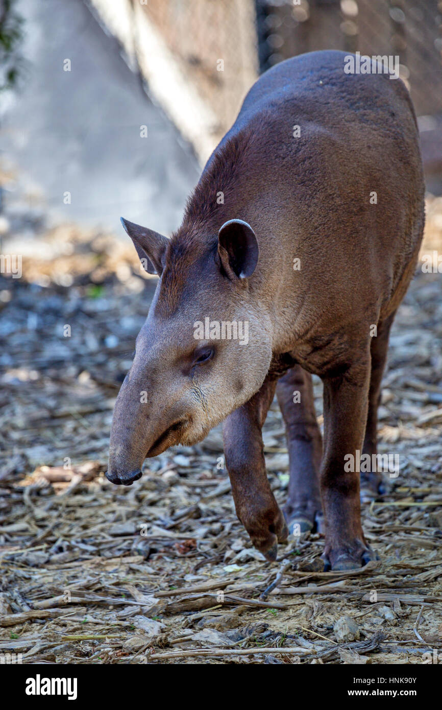 Front view of South American tapir or Tapirus terrestris also known as ...