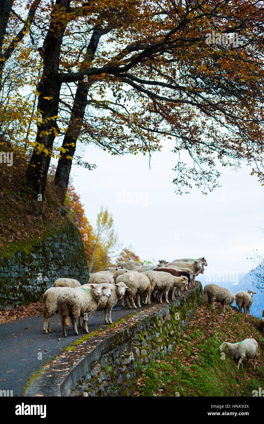 Flock of sheep standing on the road in Swiss Alps Stock Photo - Alamy