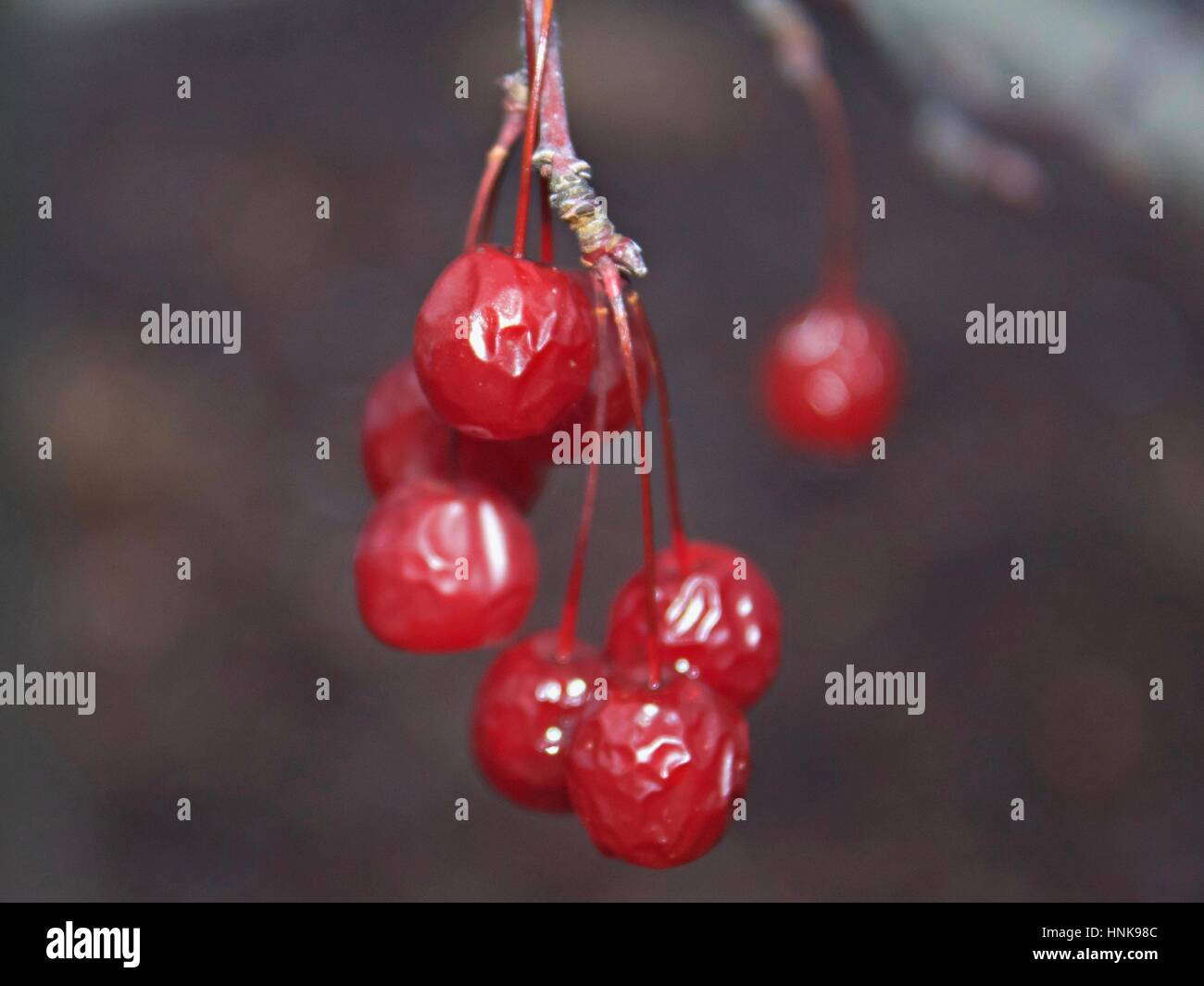 American flag hanging from tree hi-res stock photography and images - Alamy