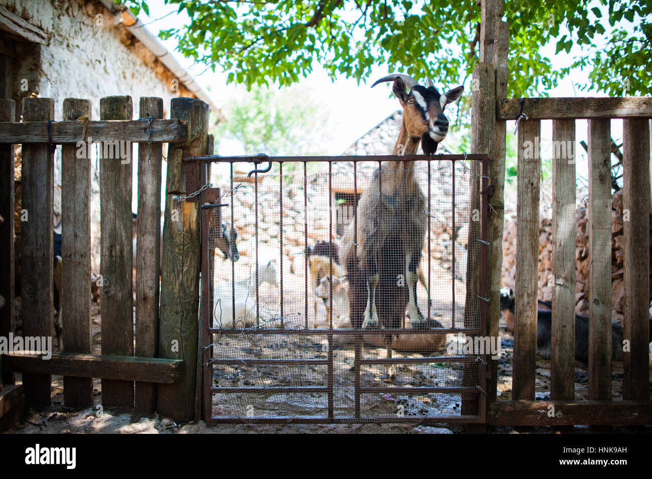 Wood gate goat hi-res stock photography and images - Alamy