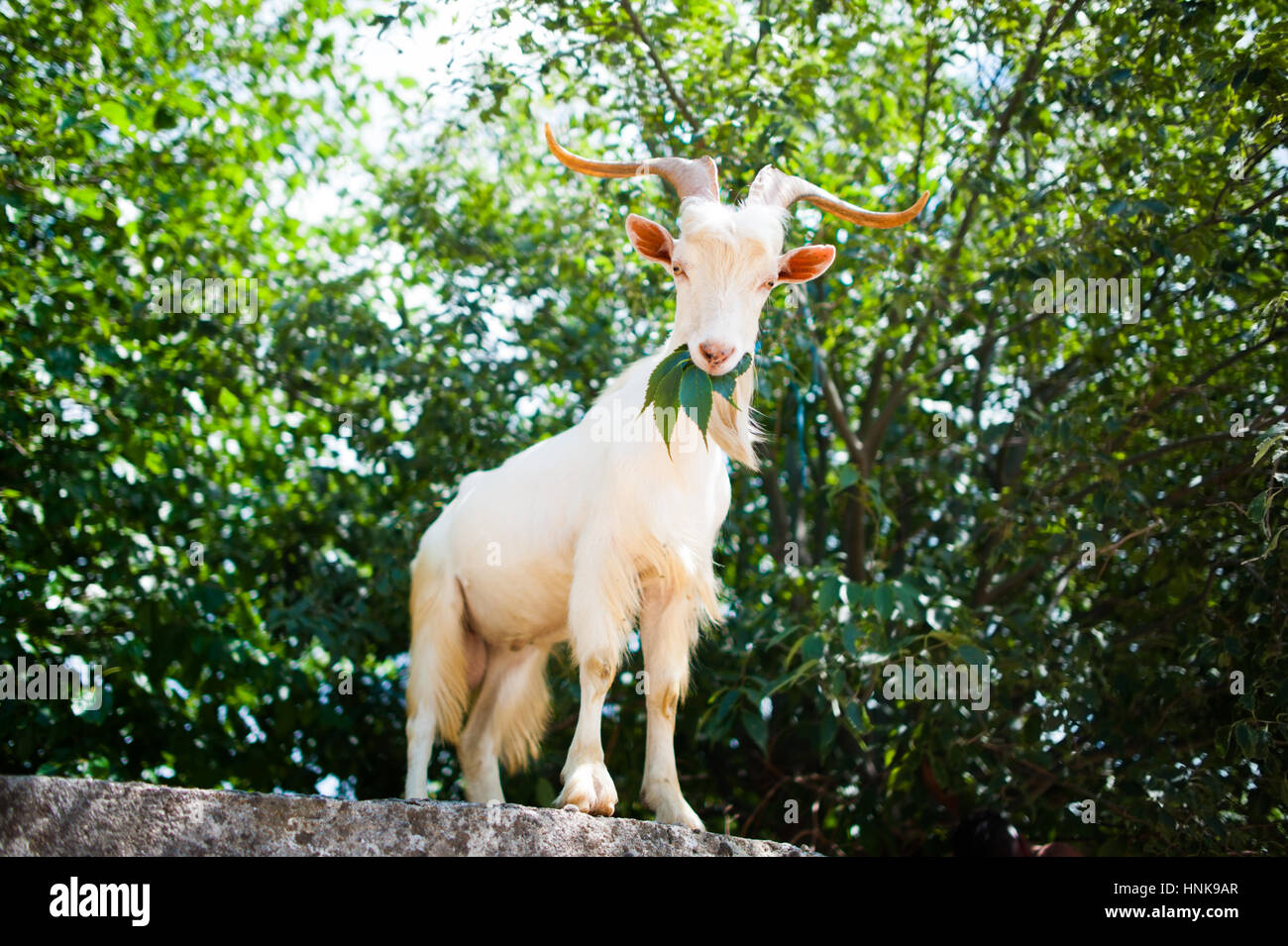 Goat eating bush hi-res stock photography and images - Alamy