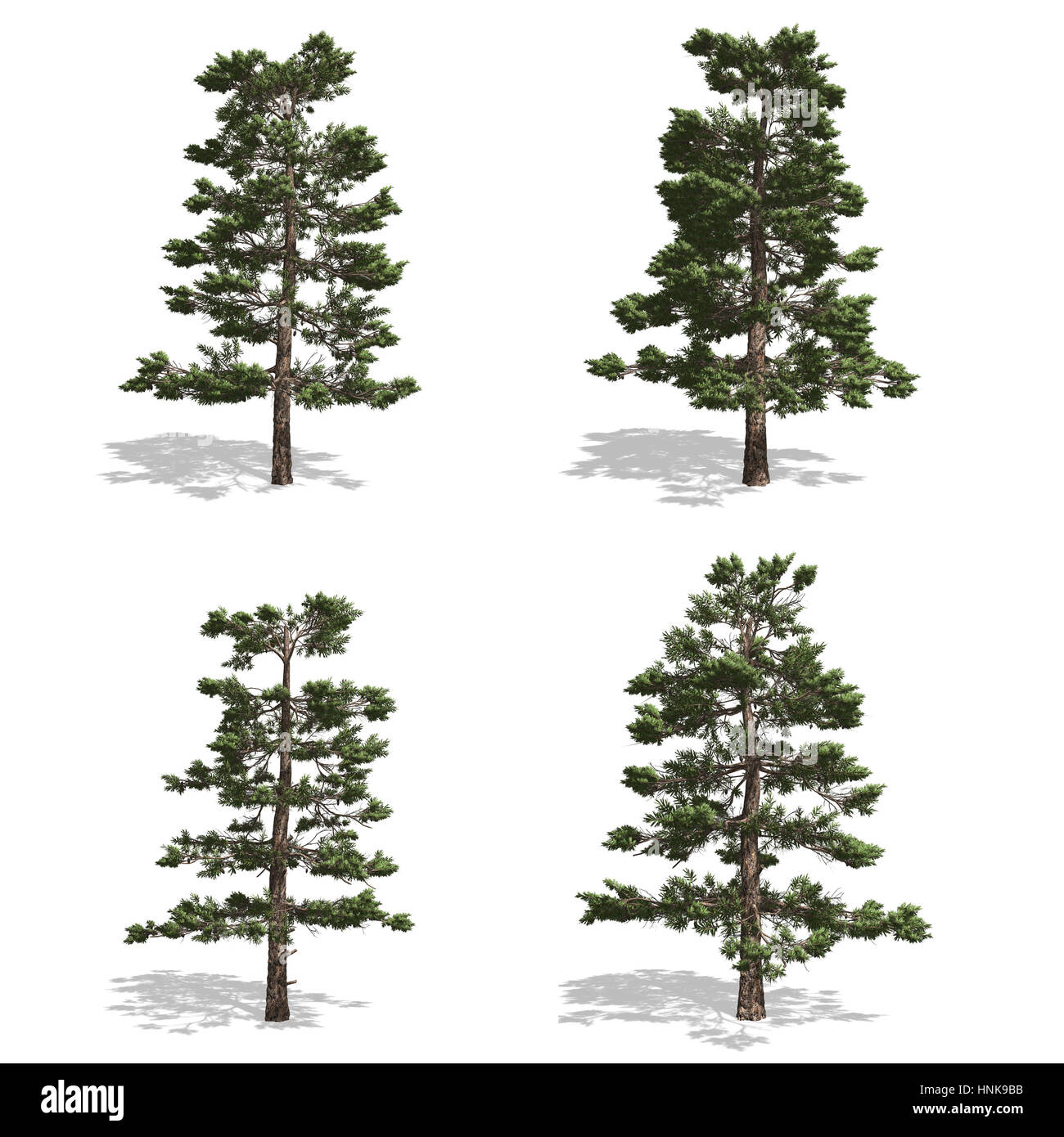 Tall pine trees Cut Out Stock Images & Pictures - Alamy