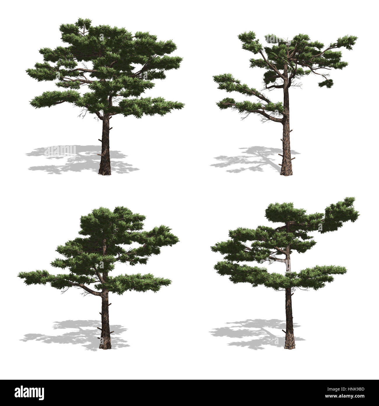 Green pine trees on Cut Out Stock Images & Pictures - Alamy