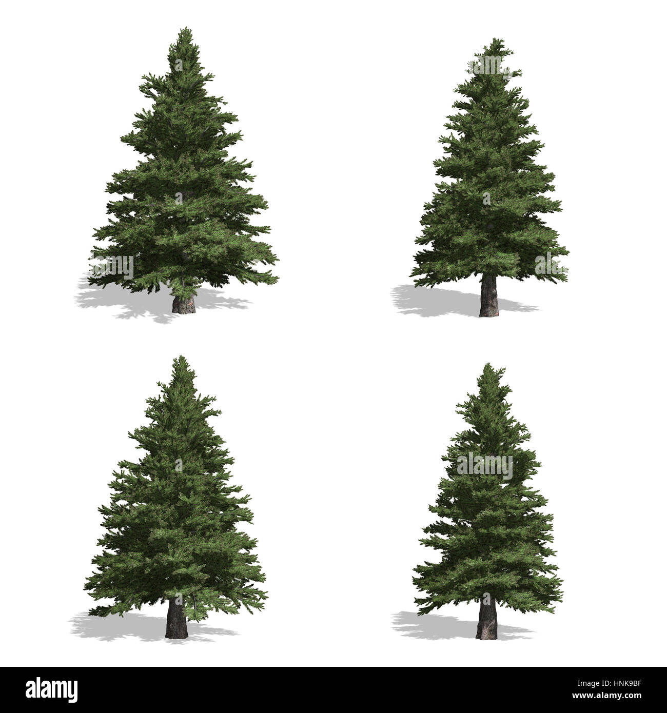 spruce trees, isolated on white background Stock Photo - Alamy
