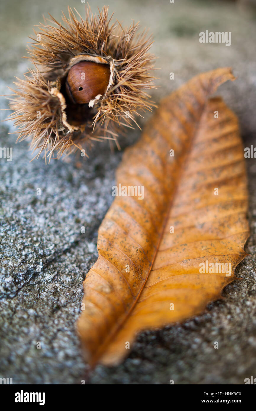 Beech nut shell hi-res stock photography and images - Alamy