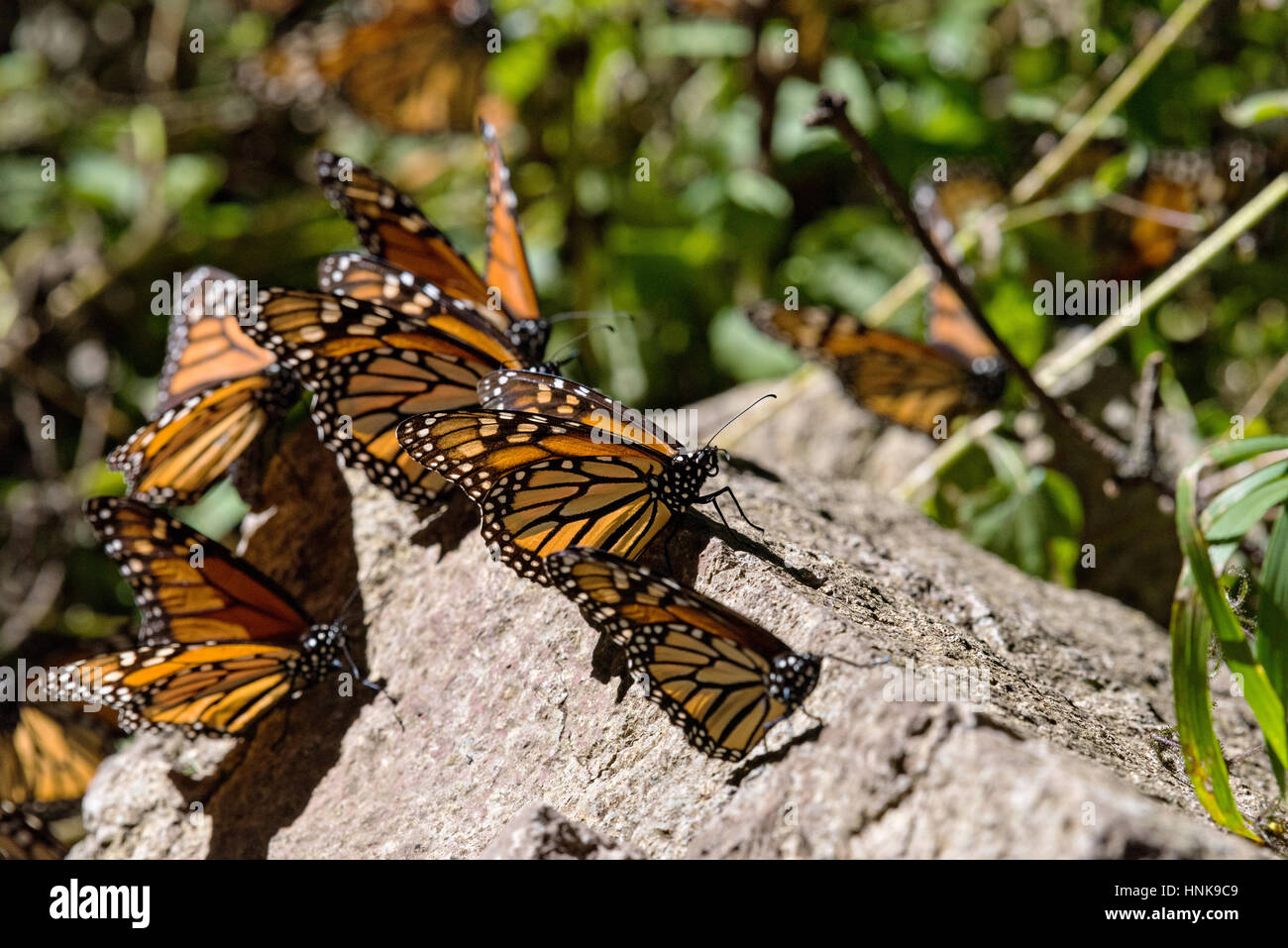 Monarch Butterflies sun on a rock at the El Capulin Monarch Butterfly ...