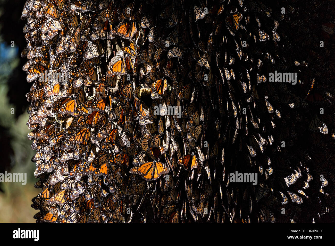 Monarch Butterflies mass packed in tightly for warmth on a tree in the ...