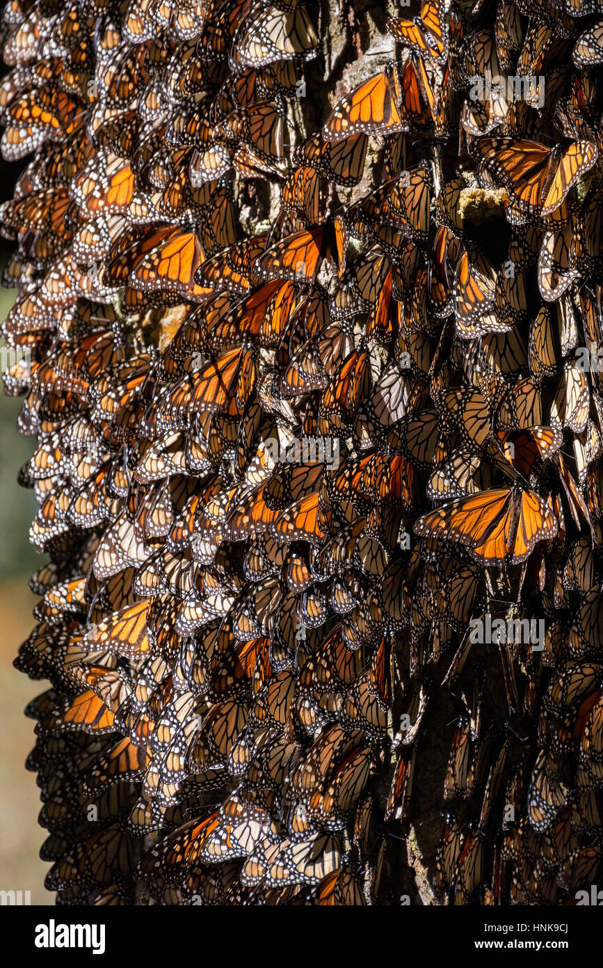 Monarch Butterfly Forest Mexico