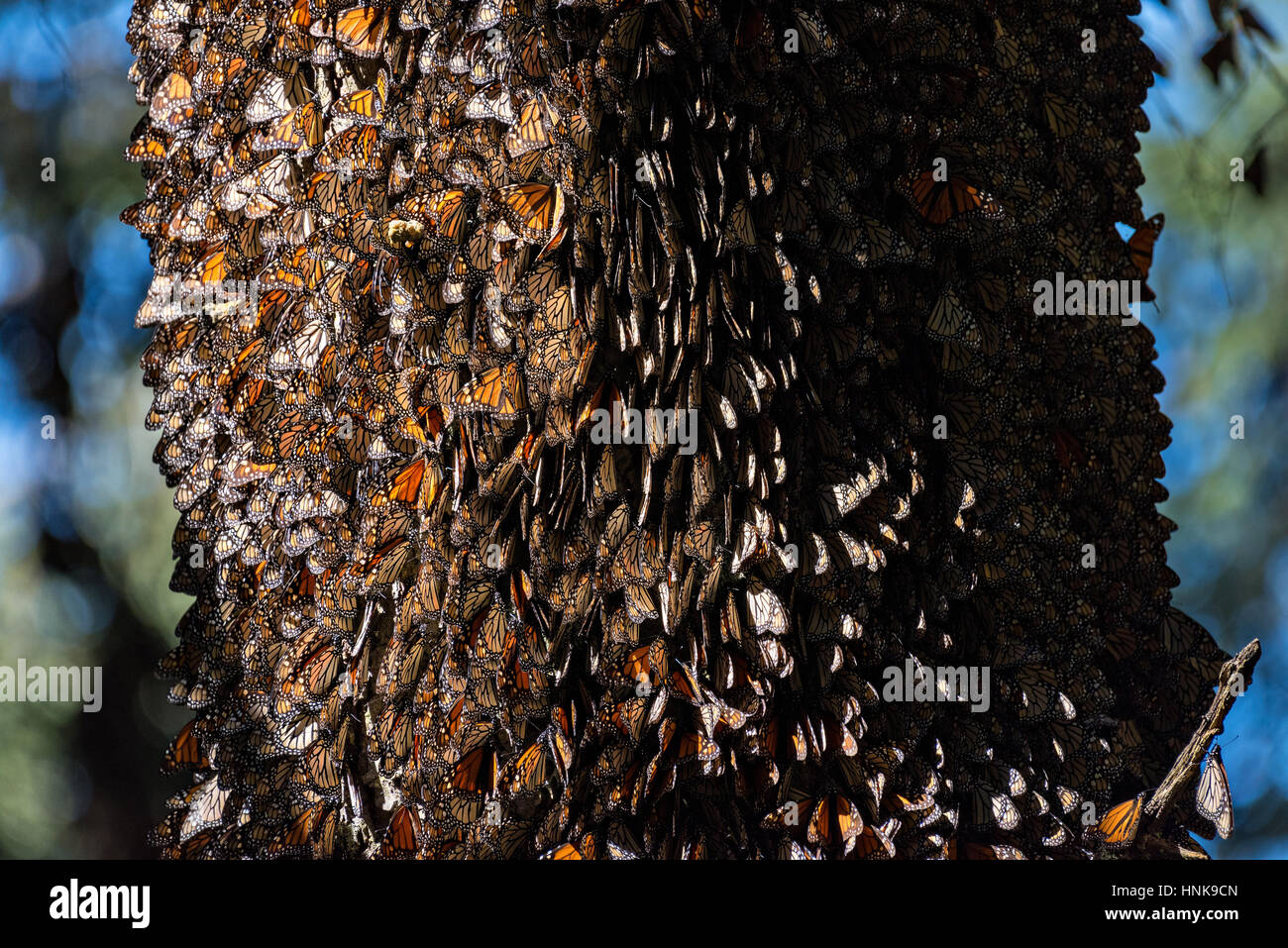 Monarch Butterflies mass packed in tightly for warmth on a tree in the ...