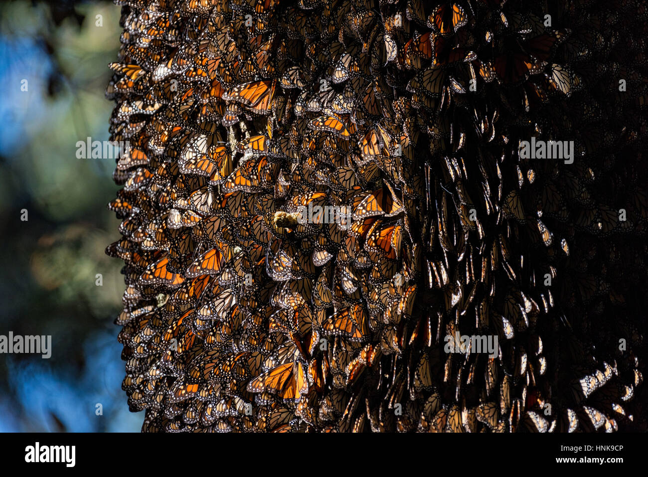 Oyamel fir trees hi-res stock photography and images - Alamy