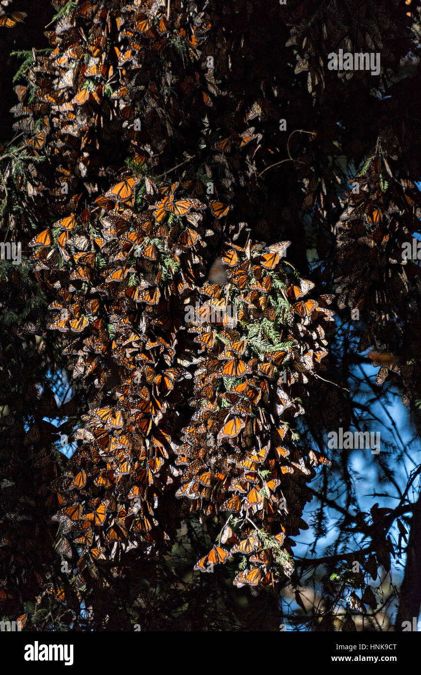 Monarch Butterflies sun on tree branches in the forests of the El ...