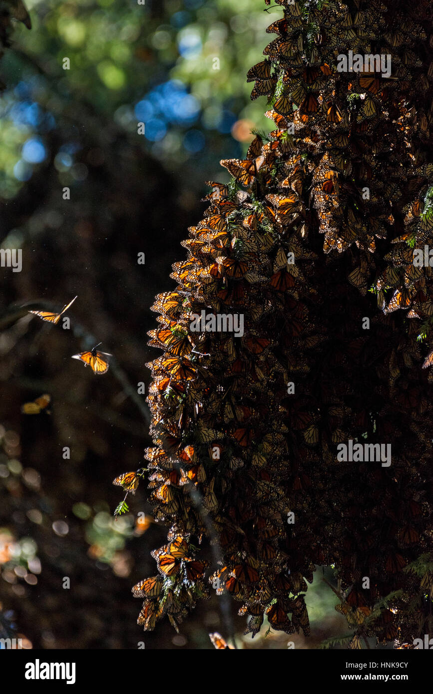 Monarch Butterflies mass packed in tightly for warmth on a tree in the ...