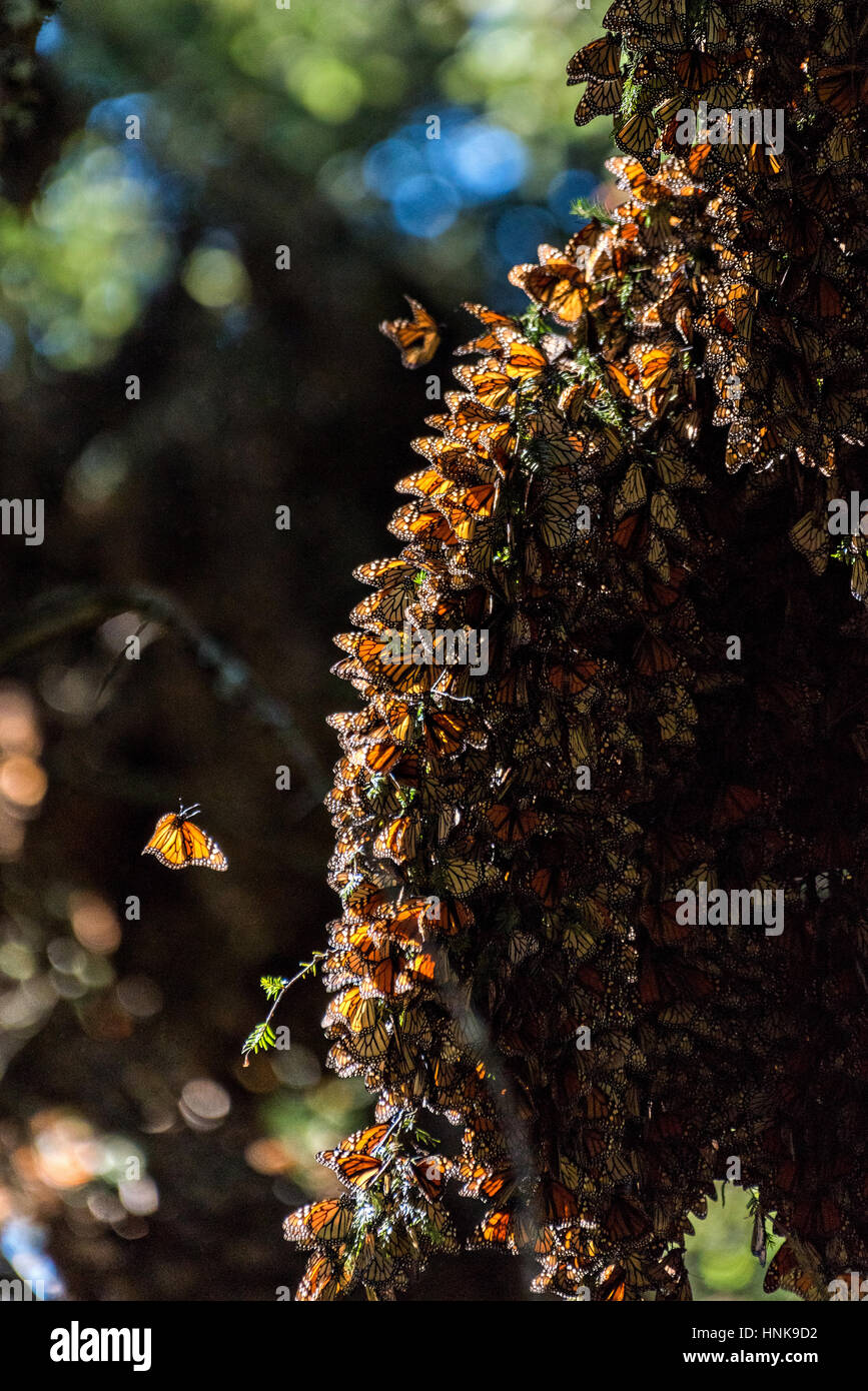 Monarch Butterflies mass packed in tightly for warmth on a tree in the ...