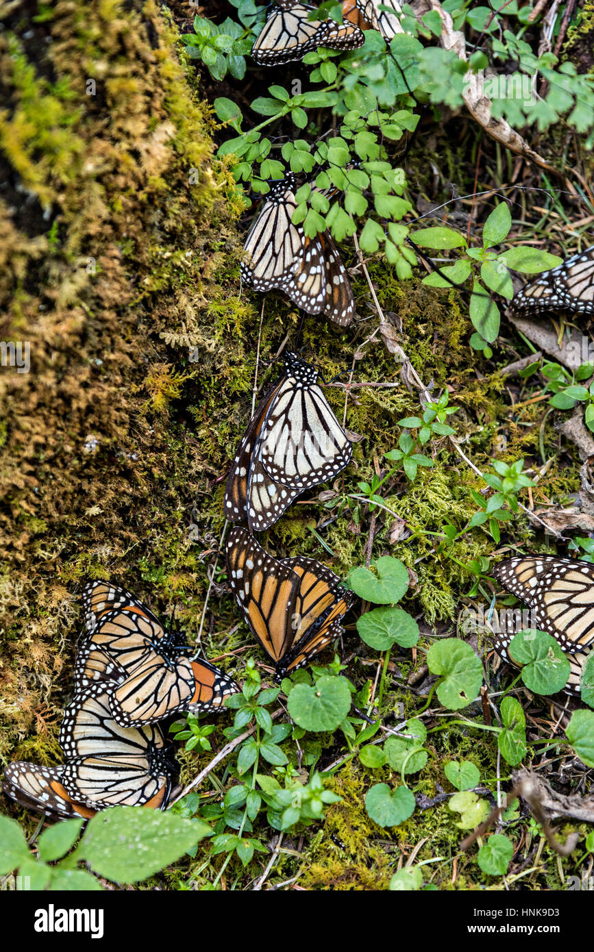 Dead Monarch butterflies lay on the forest floor at the El Capulin ...