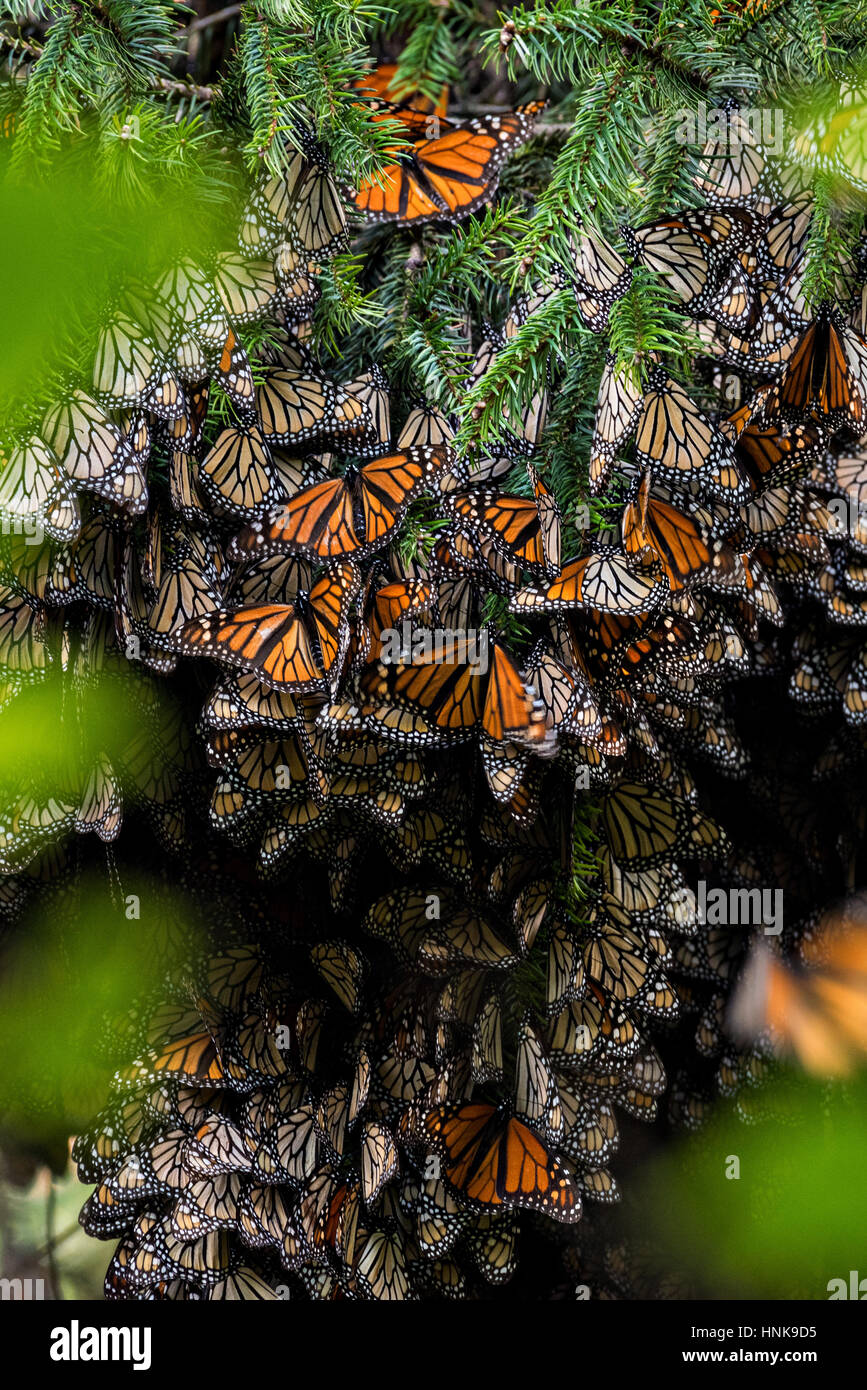 Monarch Butterflies mass packed in tightly for warmth on a tree in the ...