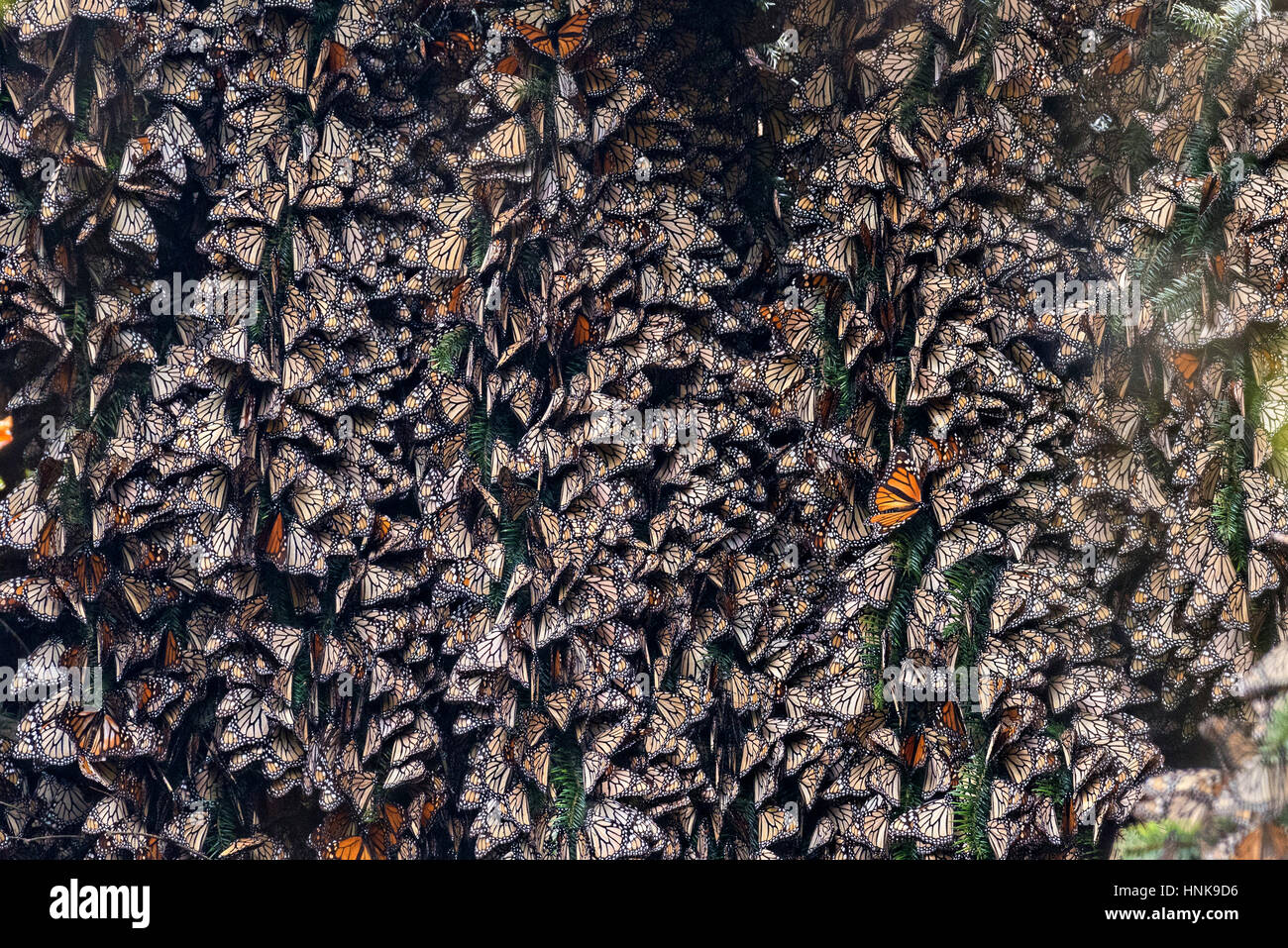 Monarch Butterflies mass packed in tightly for warmth on a tree in the ...
