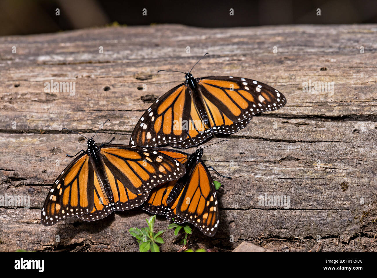 Monarch Butterflies sun on a log in the forests of the El Capulin ...