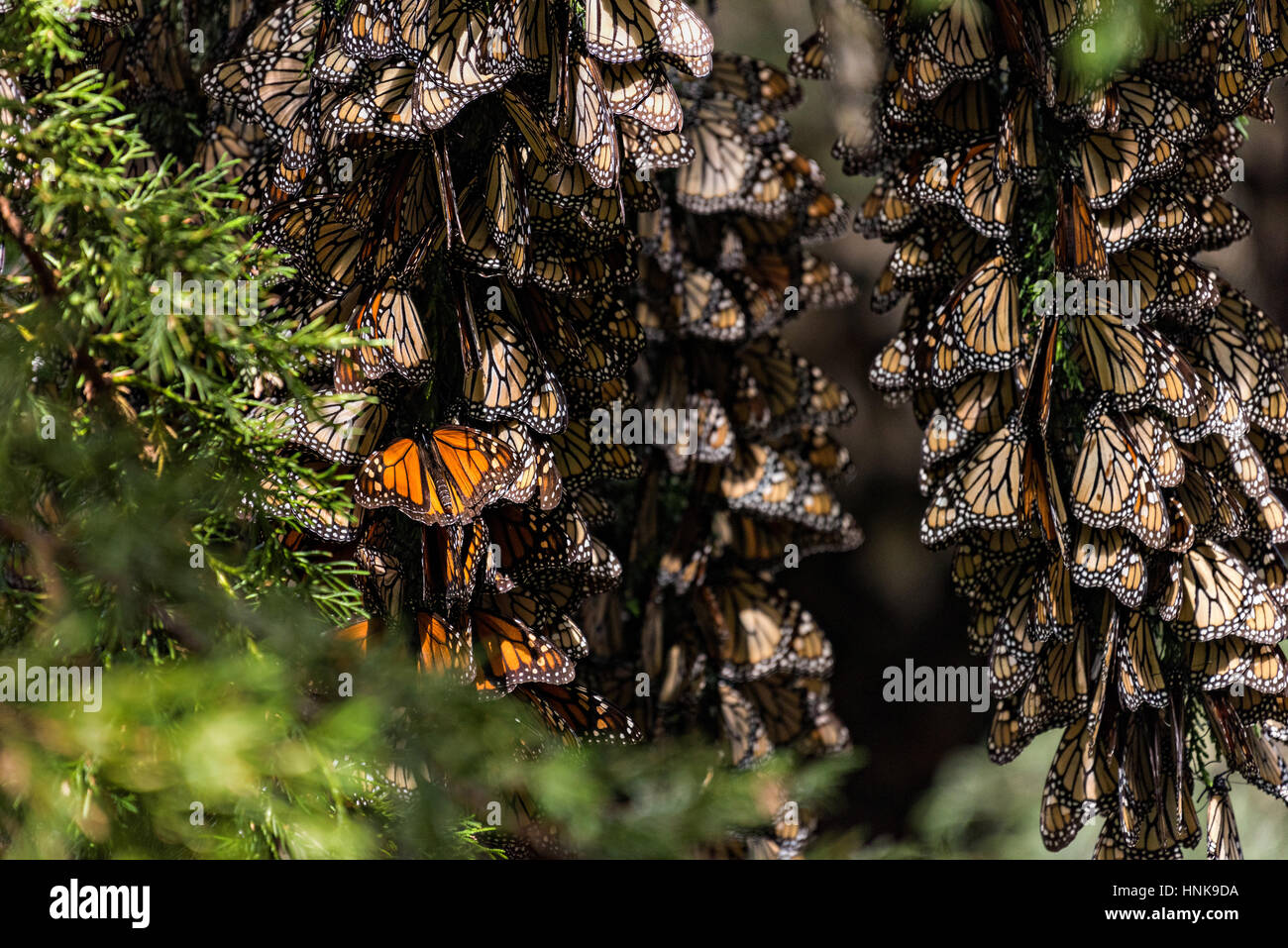 Monarch Butterflies mass packed in tightly for warmth on a tree in the ...
