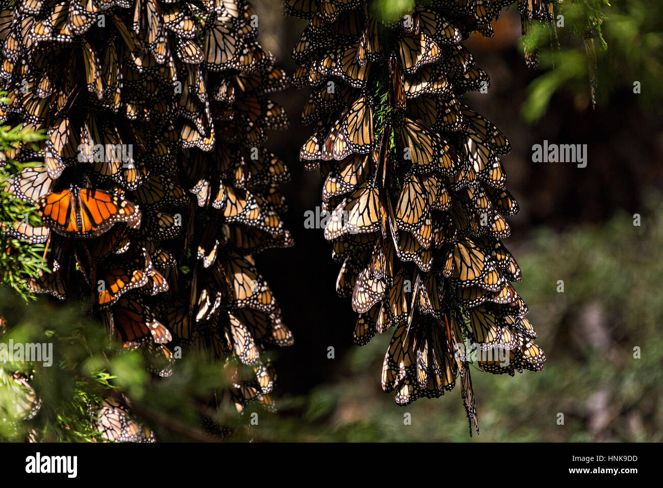 Monarch Butterflies mass packed in tightly for warmth on a tree in the ...