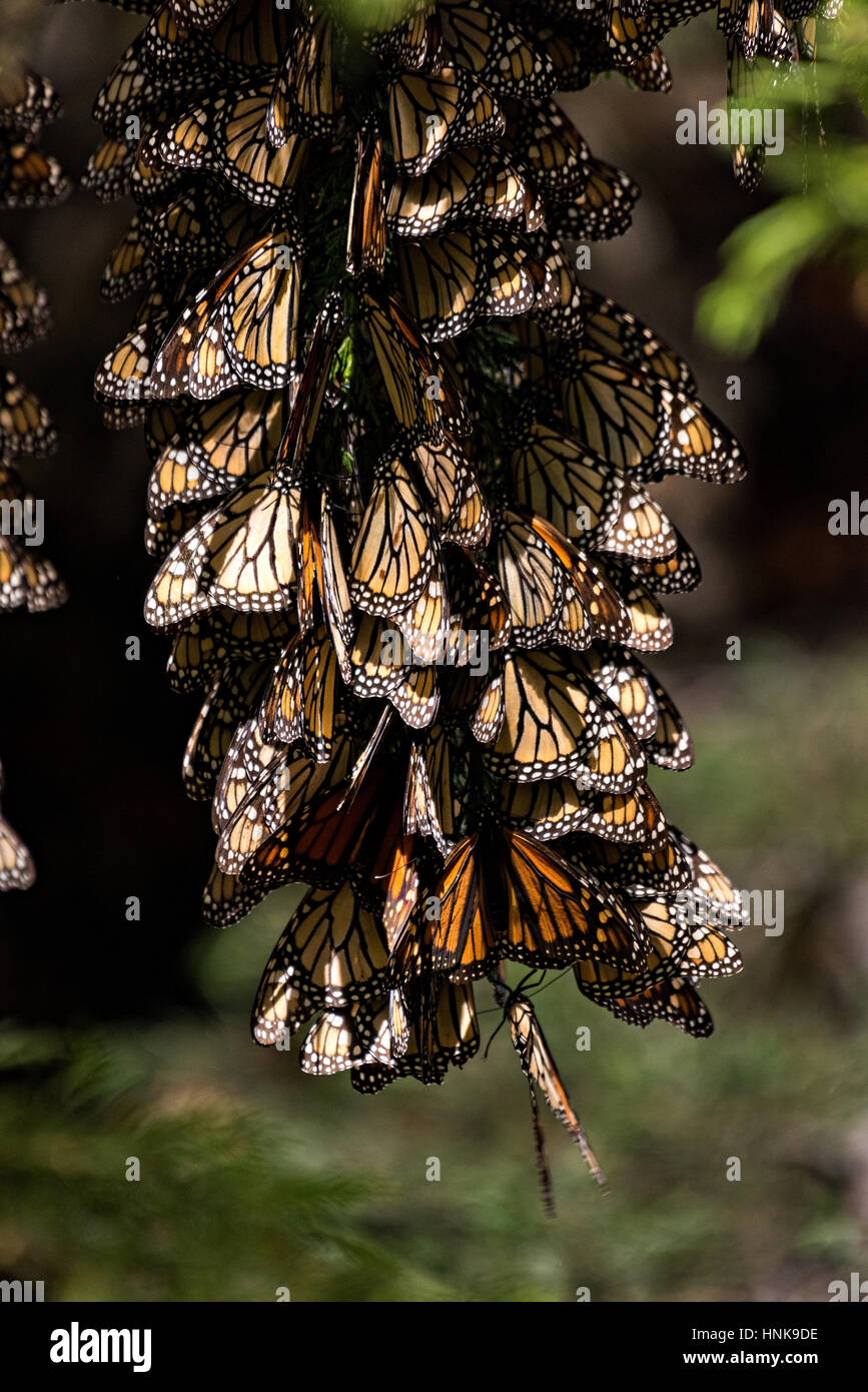 Monarch Butterflies mass packed in tightly for warmth on a tree in the ...