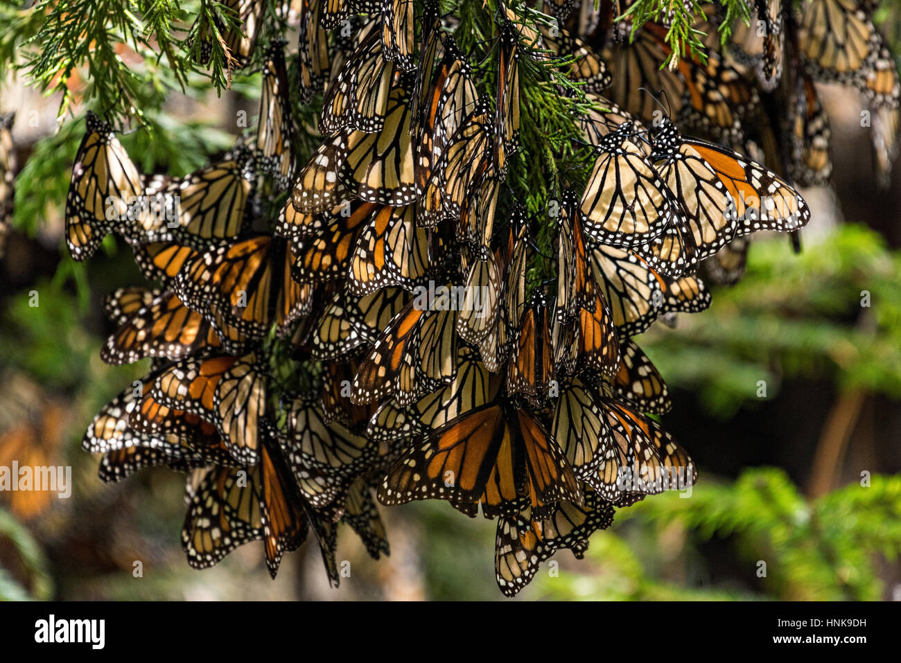 Monarch Butterfly Forest Mexico
