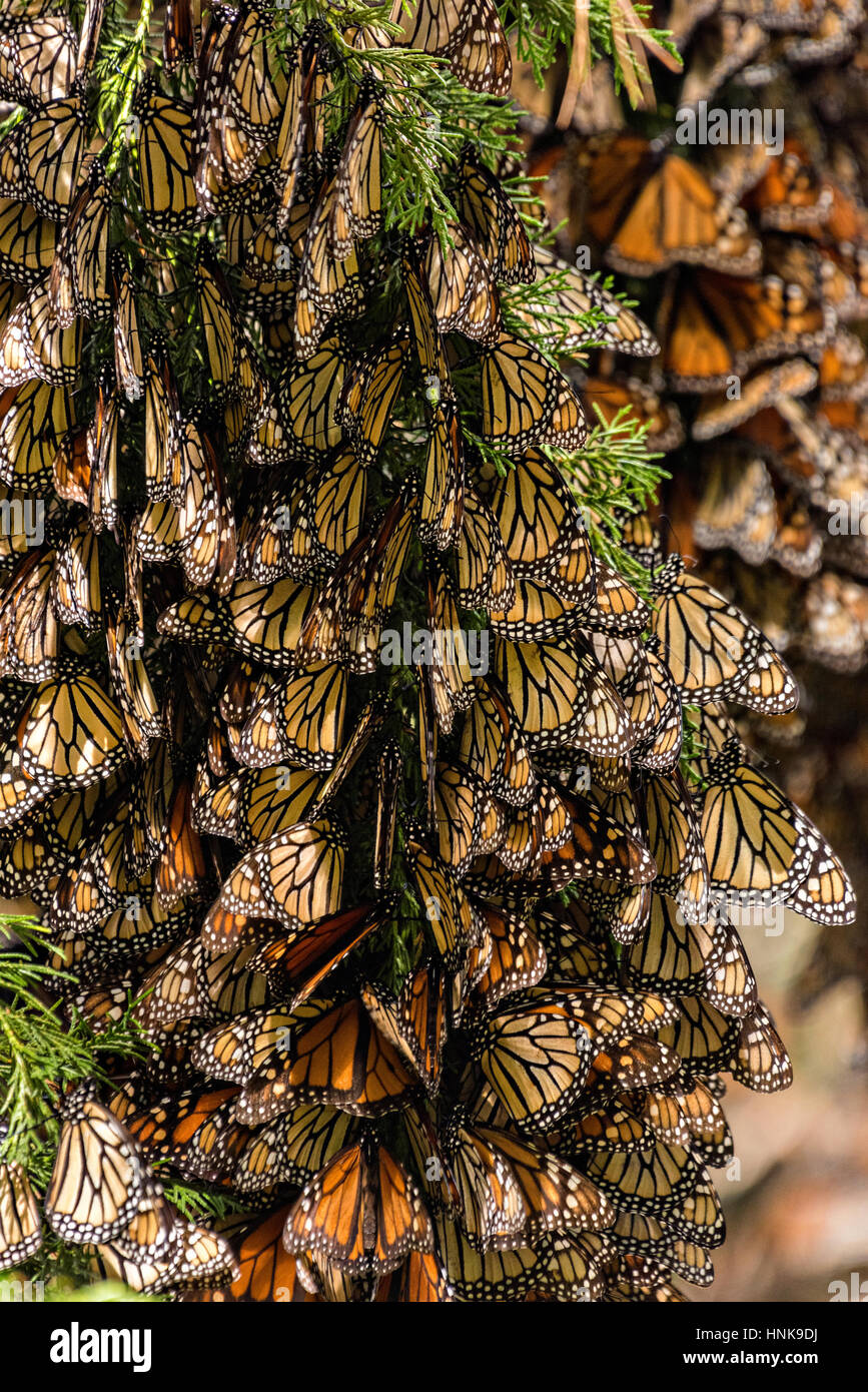 Monarch Butterflies mass packed in tightly for warmth on a tree in the ...