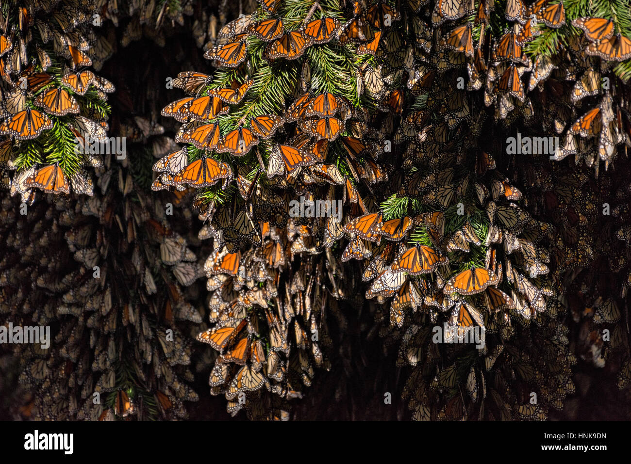 Monarch Butterflies mass packed in tightly for warmth on a tree in the ...