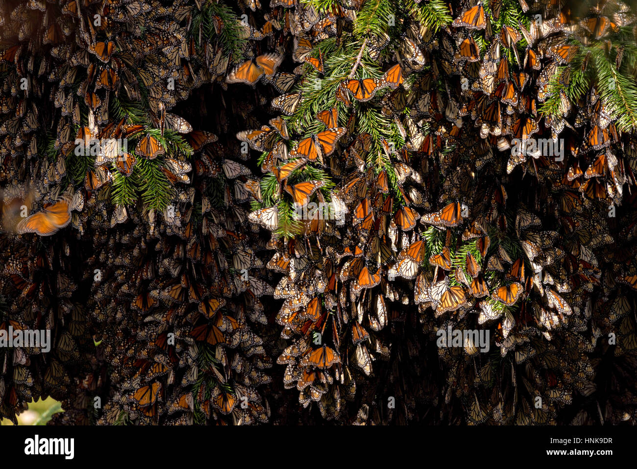 Monarch butterflies mexico hi-res stock photography and images - Alamy