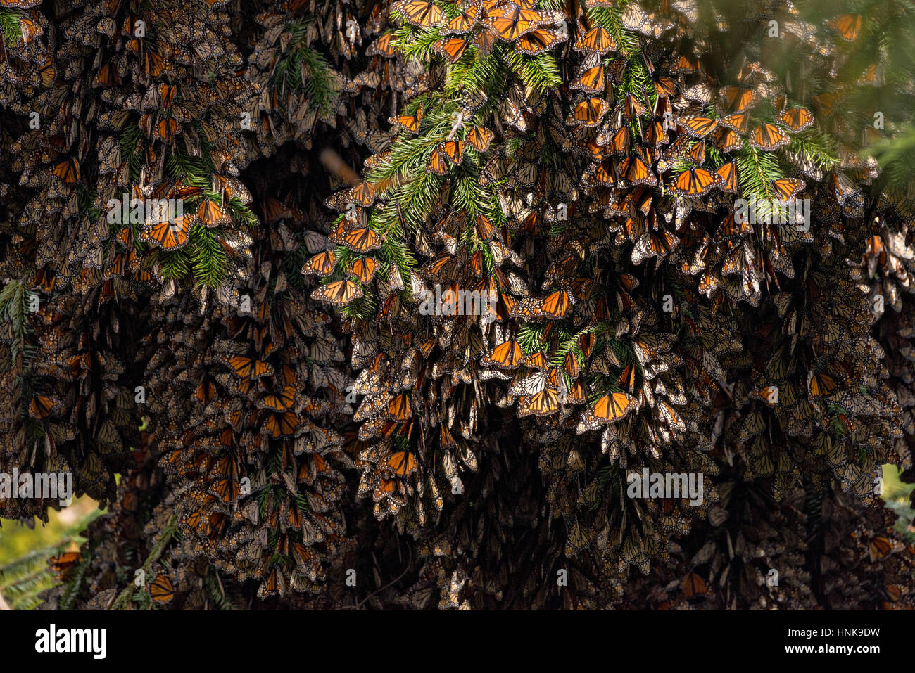 Monarch Butterflies mass packed in tightly for warmth on a tree in the ...