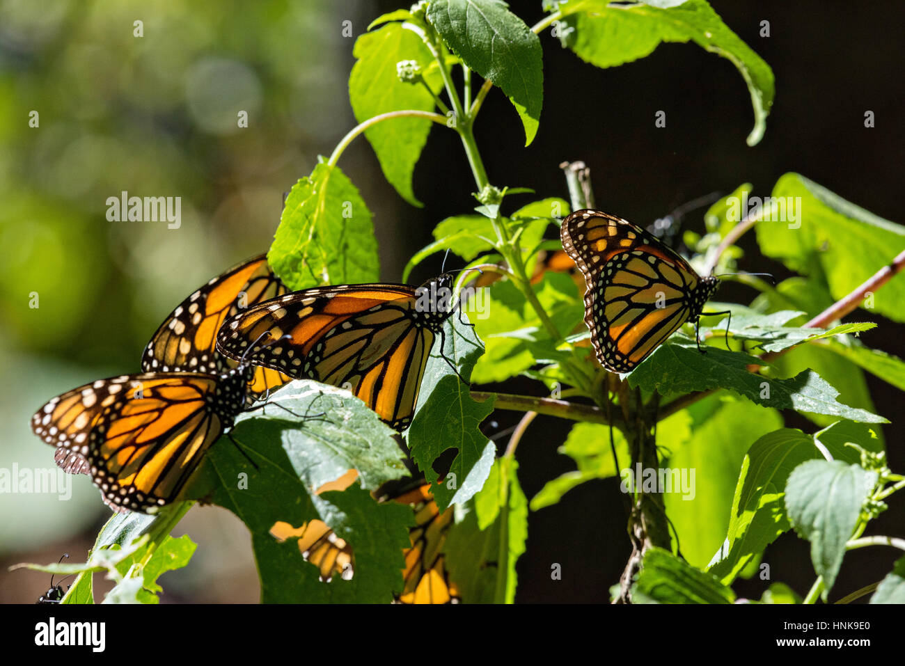 Monarch Butterflies sun on a tree in the forests of the El Capulin ...