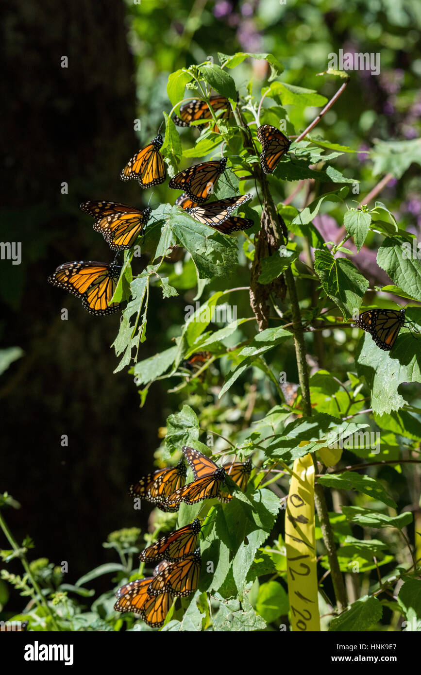Monarch Butterflies sun on a young tree at the El Capulin Monarch ...