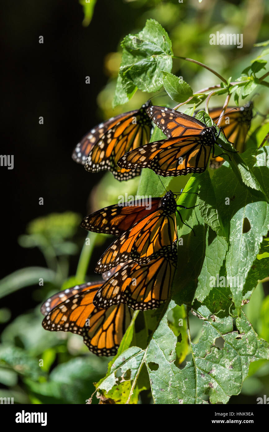 Monarch Butterflies sun on a tree at the El Capulin Monarch Butterfly ...