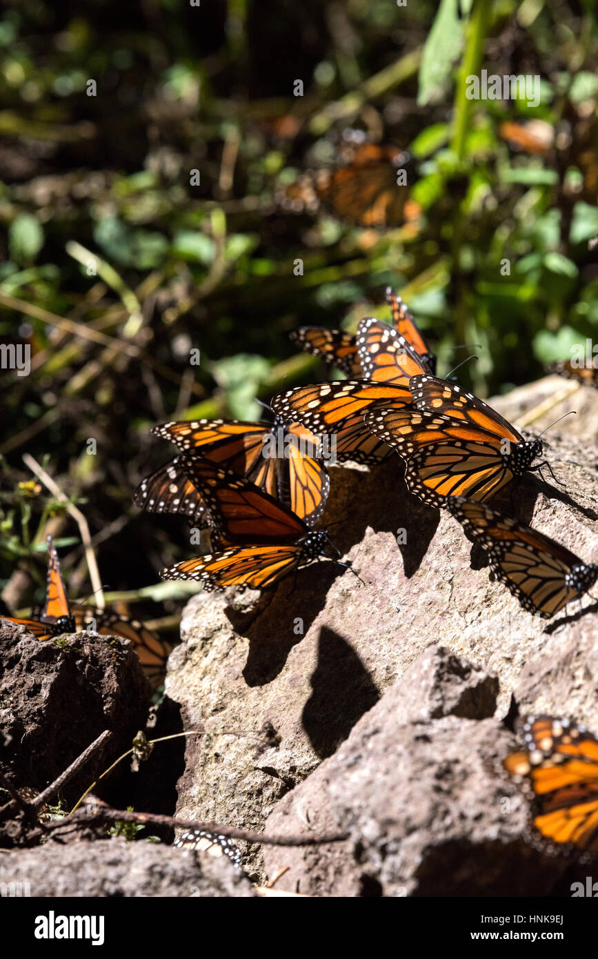 Monarch Butterflies sun on a rock at the El Capulin Monarch Butterfly ...