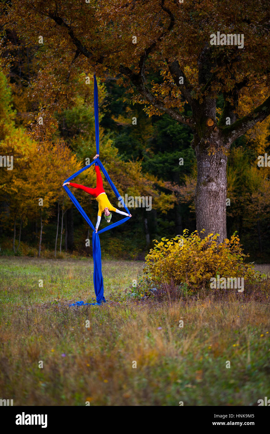 Performing on aerial silks hanging from a colorful tree in autumn ...