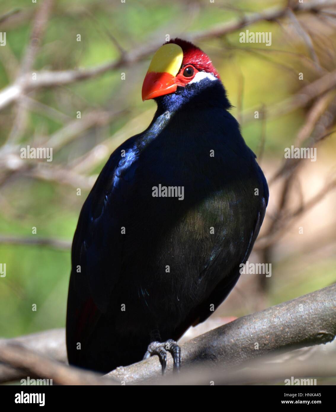 The violet turaco, also known as the violaceous plantain eater ...