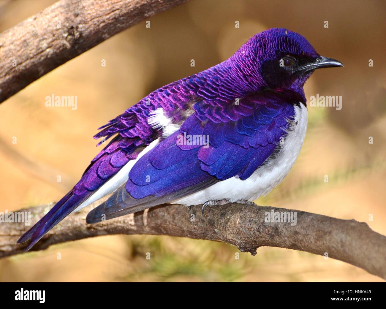 The violet-backed starling (Cinnyricinclus leucogaster), also known as ...