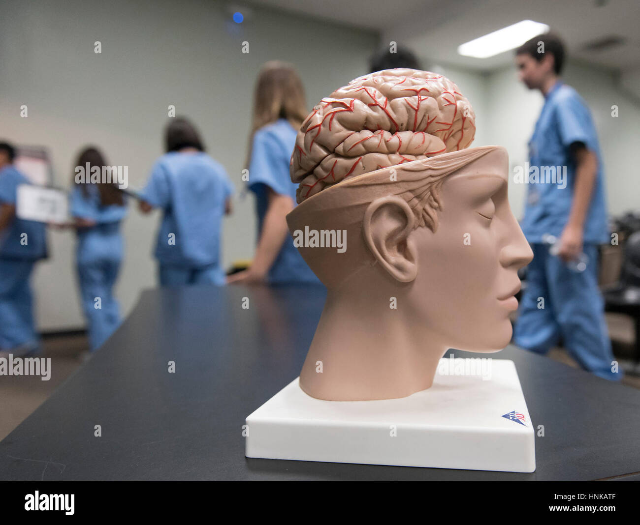 A model brain sits on a table as students exit a classroom following a ...