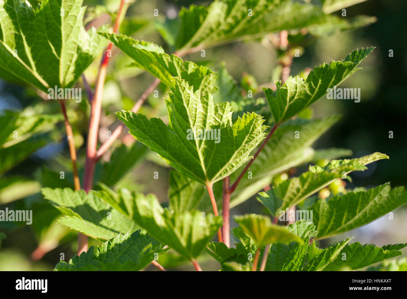 Currant black plants hi-res stock photography and images - Alamy