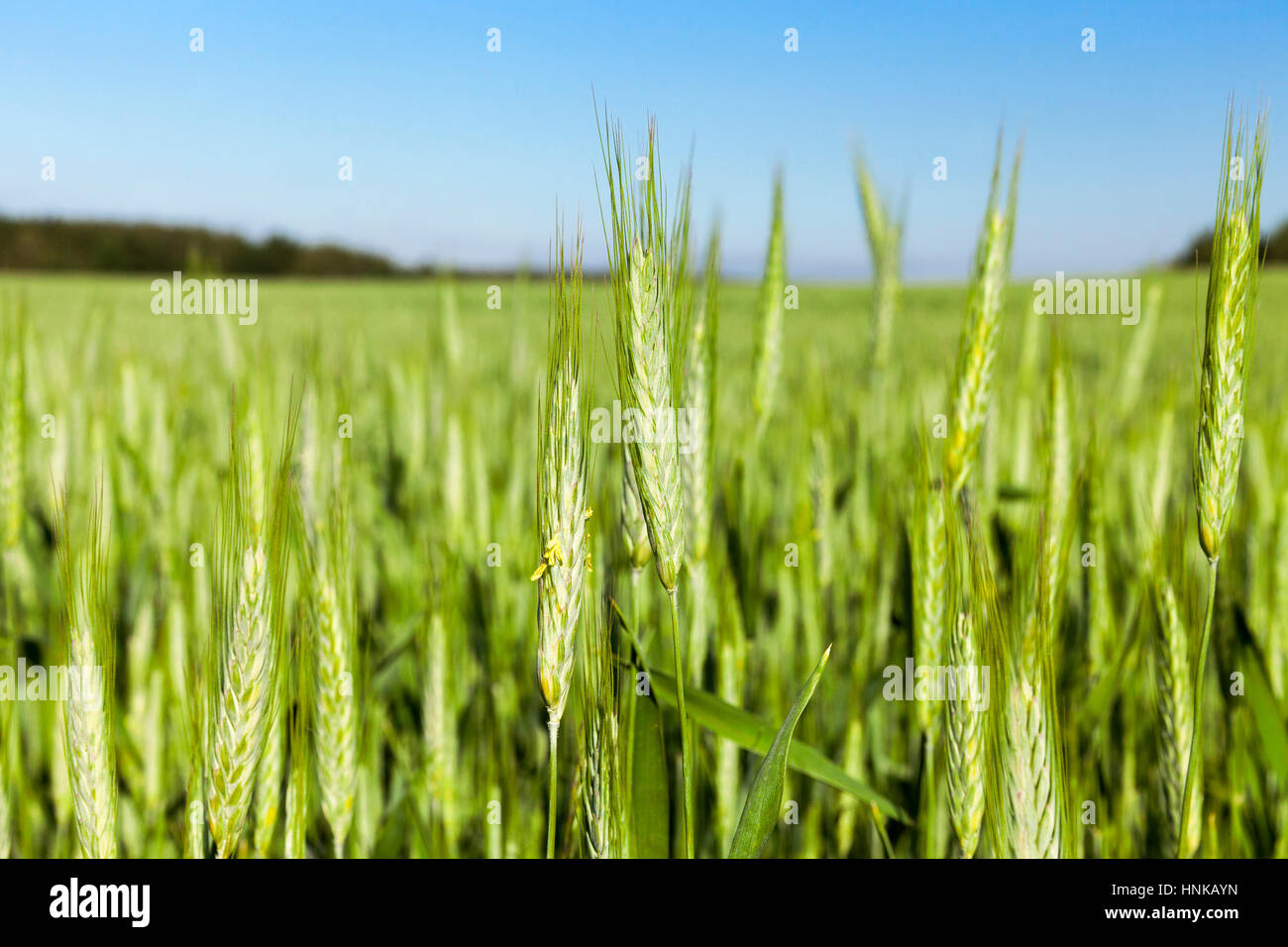 Field with cereal Stock Photo - Alamy