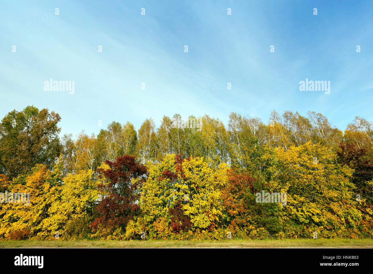 yellowed maple trees in autumn Stock Photo - Alamy