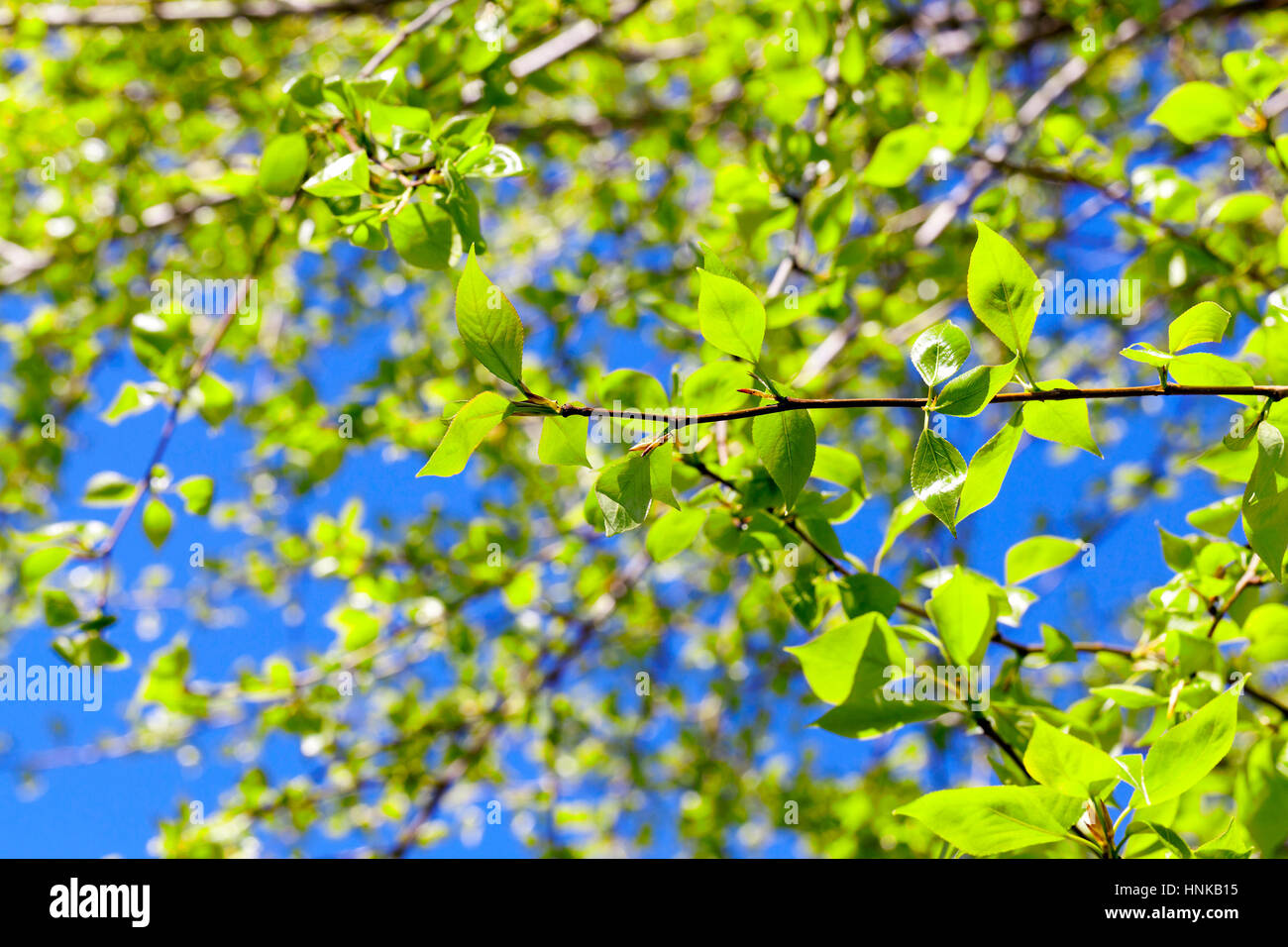 linden leaves, spring Stock Photo - Alamy