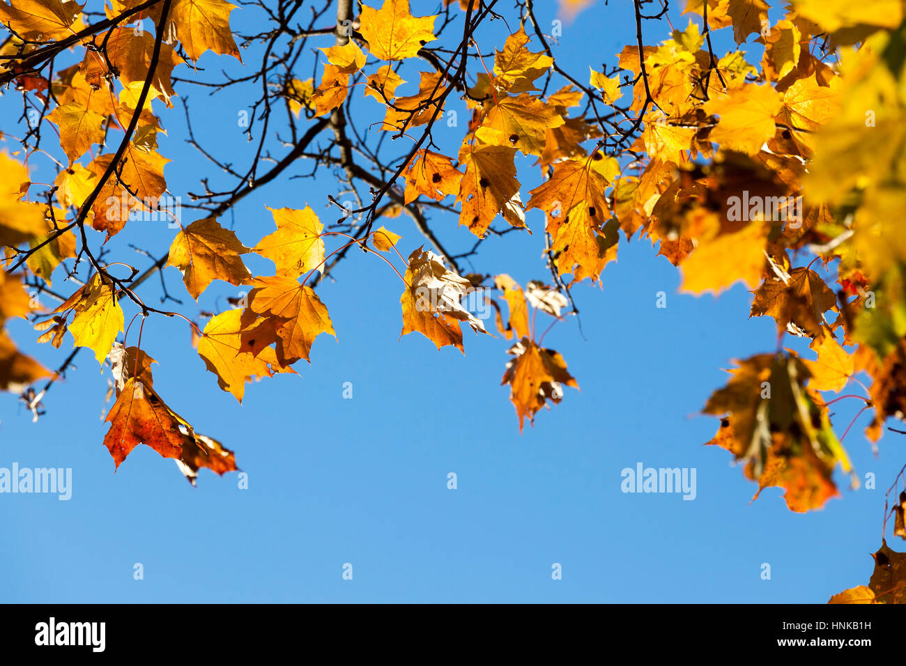 yellowed maple trees in the fall Stock Photo - Alamy