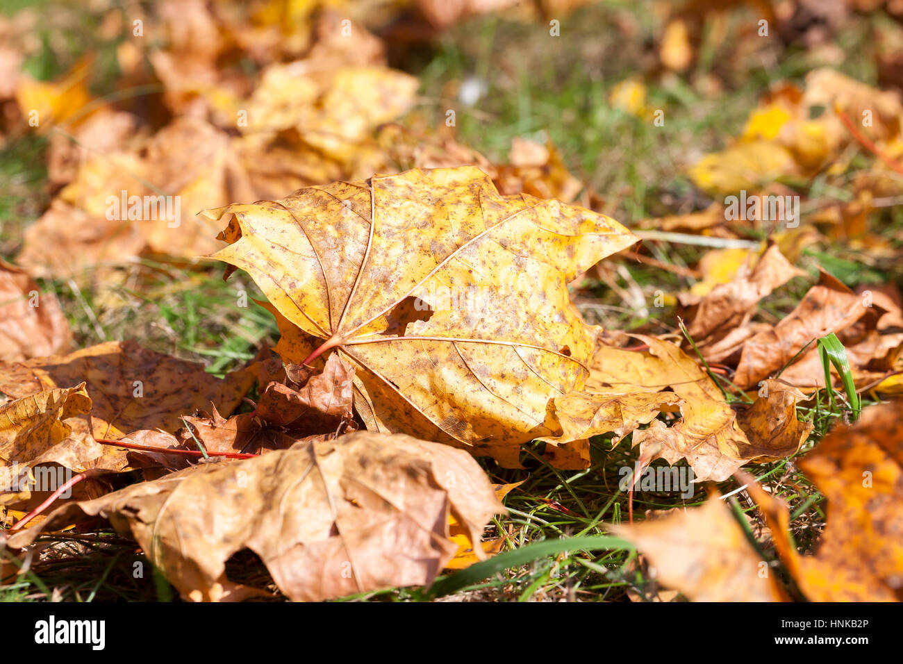 The fallen maple leaves Stock Photo - Alamy
