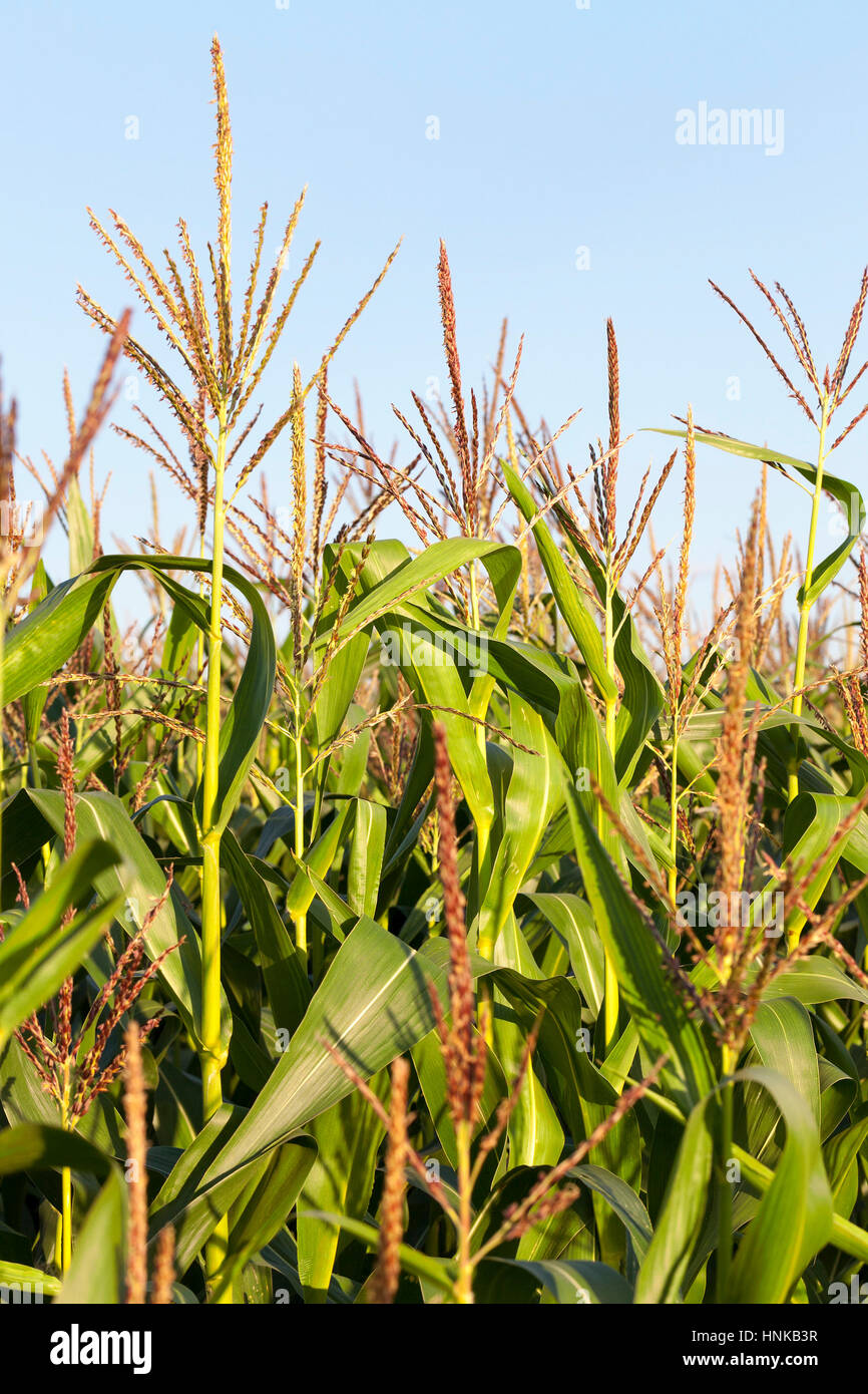 green corn, close up Stock Photo - Alamy