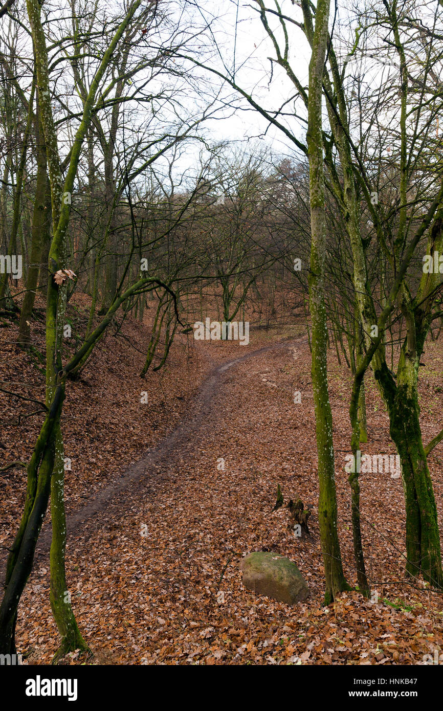 trees in autumn forest Stock Photo - Alamy