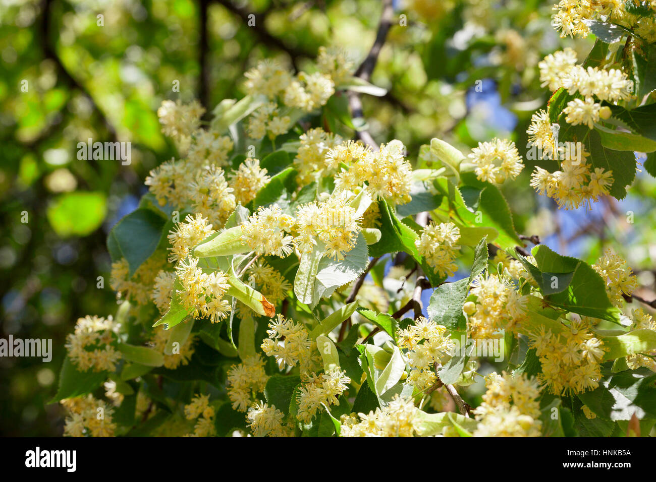 flowering linden trees Stock Photo - Alamy